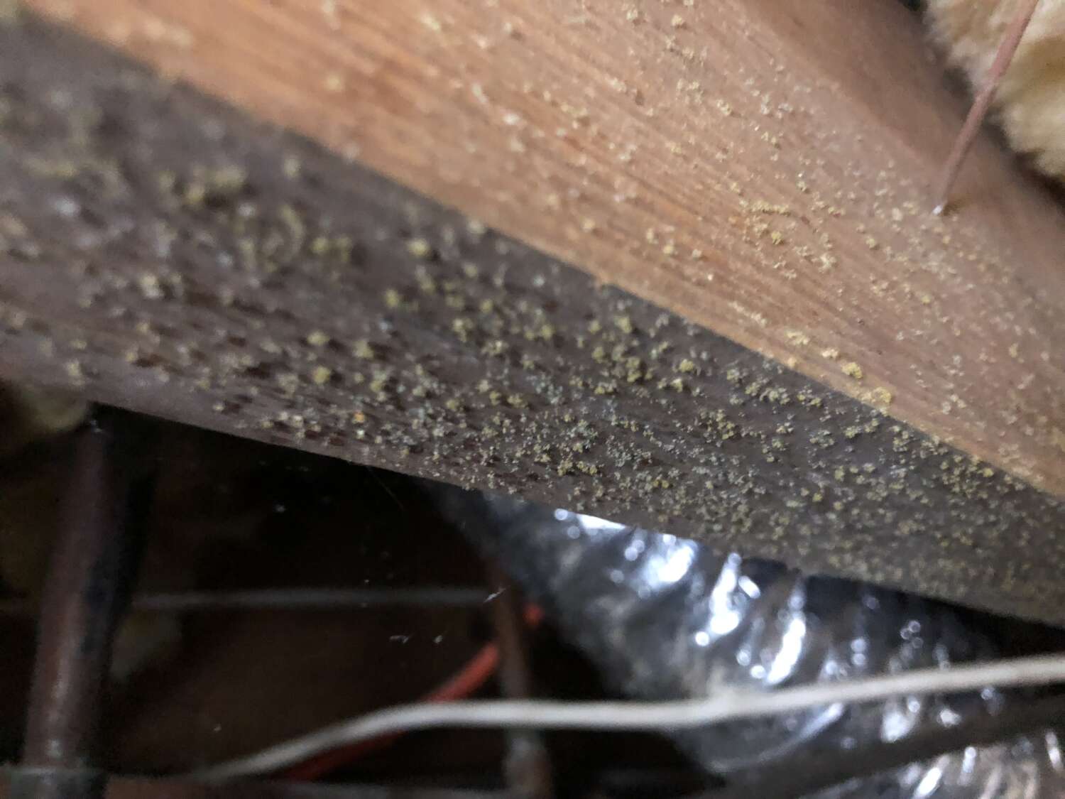 One Green Feature You Don’t Want: Mold in the Home Environment - Green ...